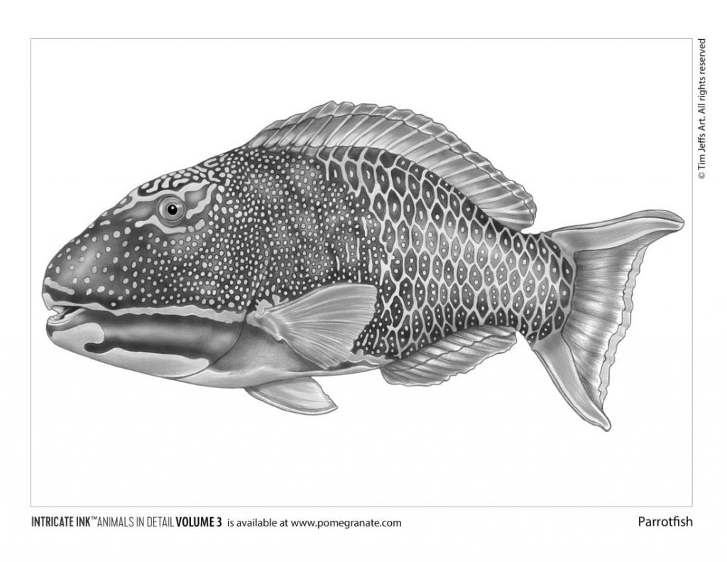 Tim Jeffs | COLORED PENCIL Magazine