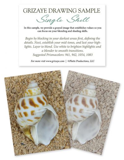 DRAW ALONG Single Shell Class | COLORED PENCIL Magazine